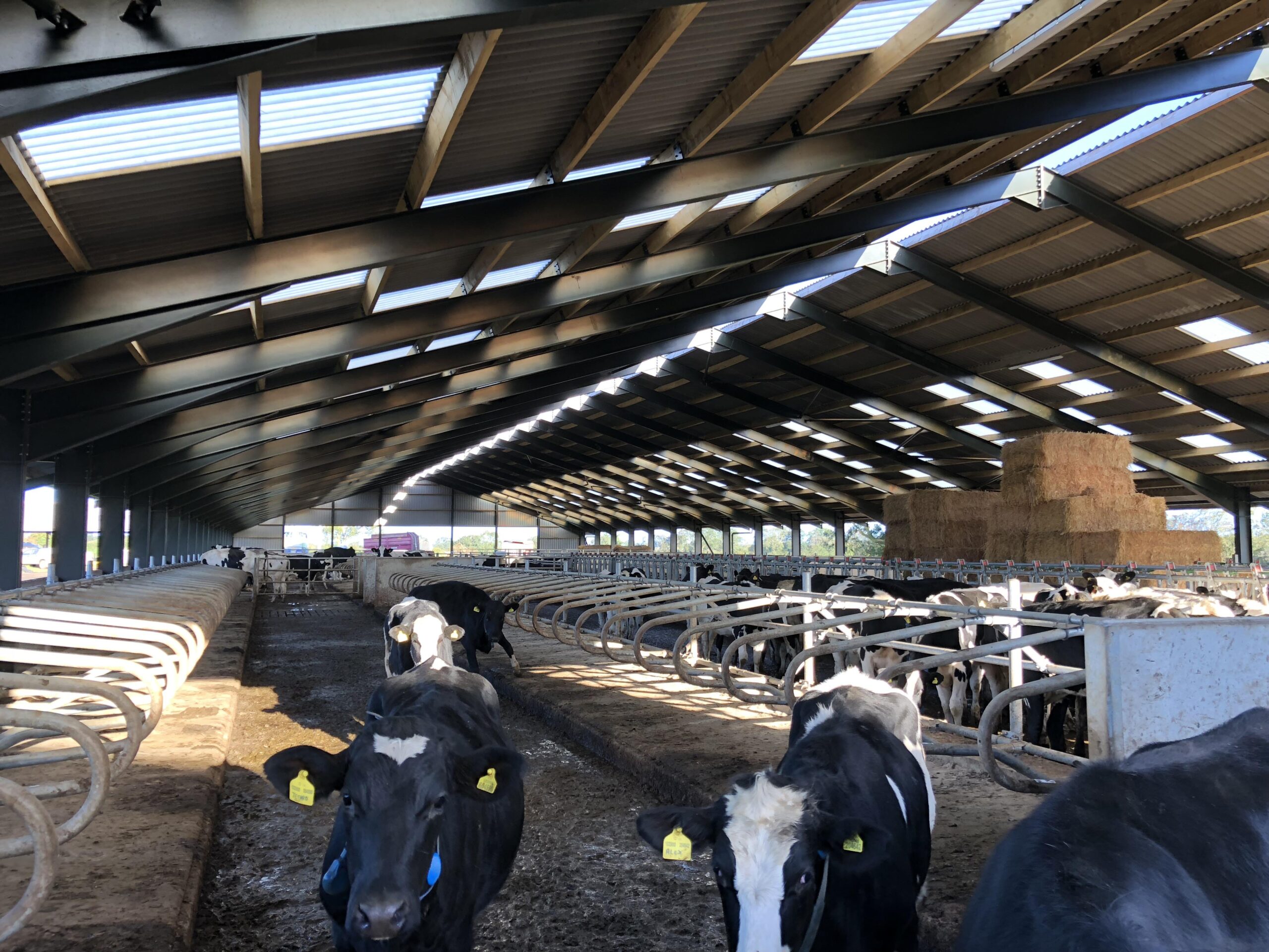 Livestock Housing - Bridgewater Construction